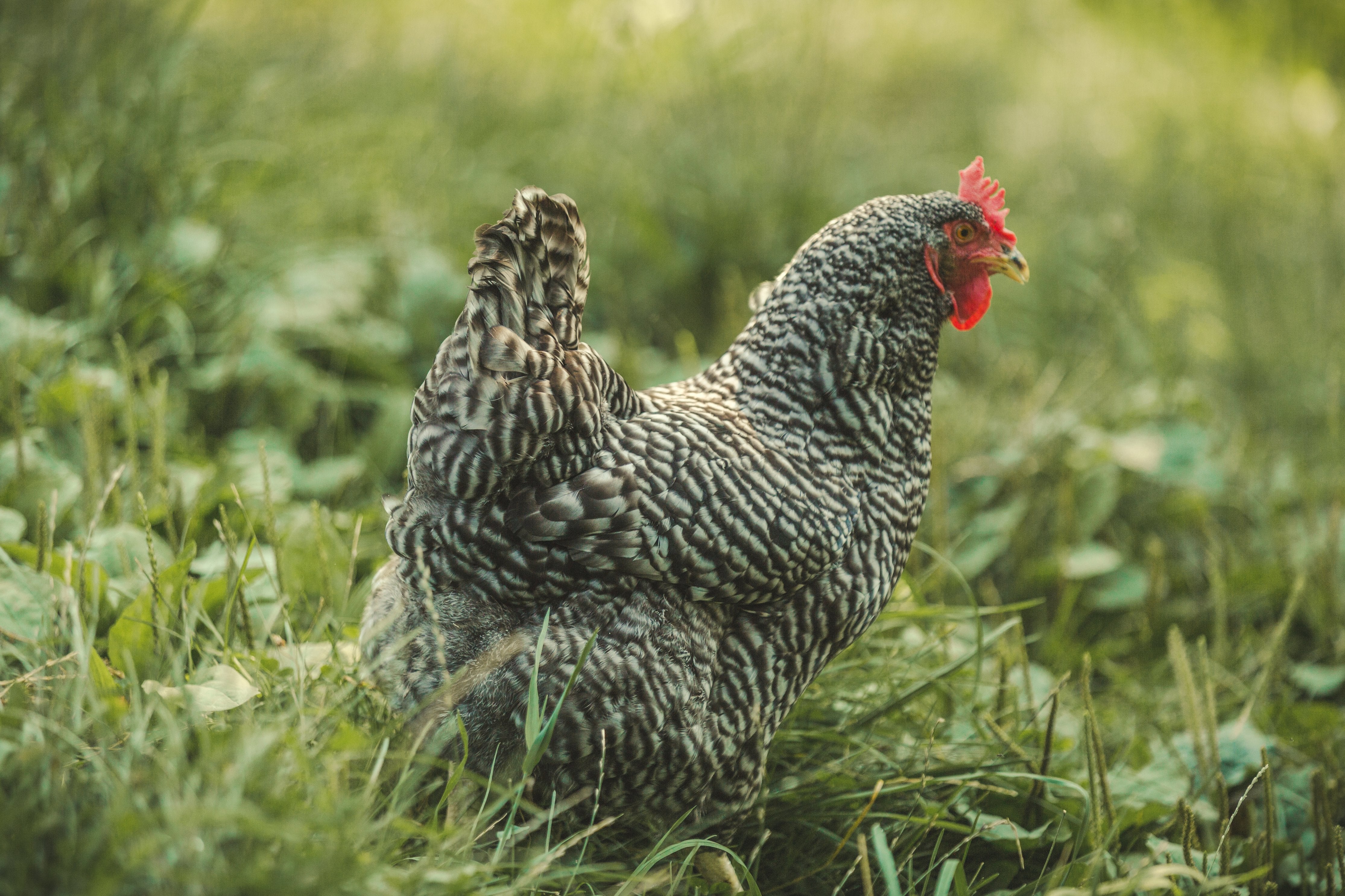 Chicken – Fresh Meat Factory